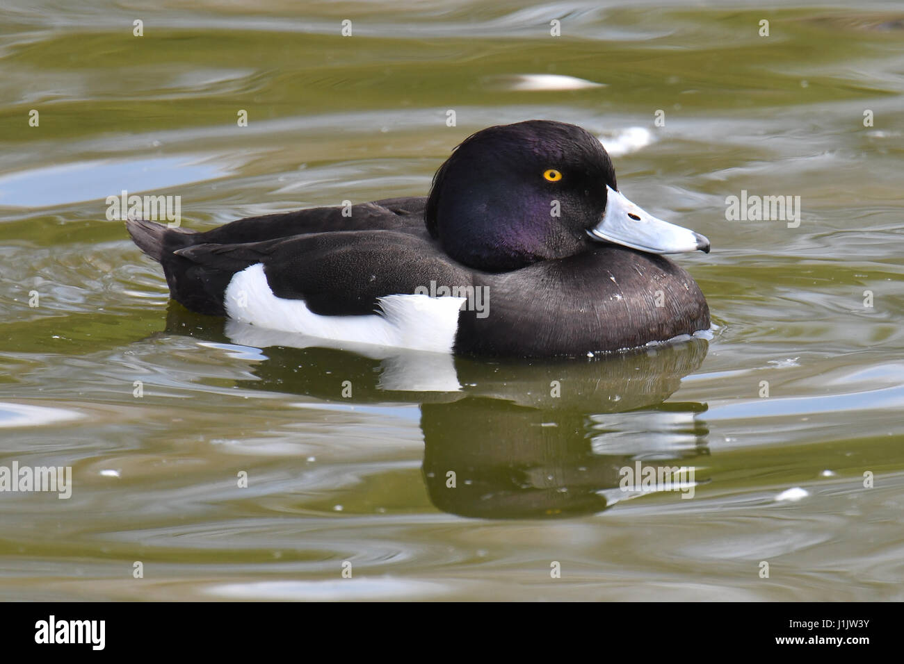 Ducks at Slimbridge Wildlife centre Stock Photo - Alamy