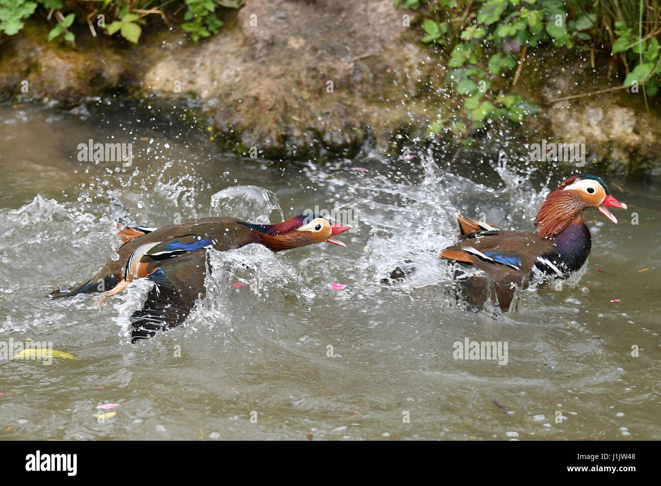2 ducks fighting Stock Photo - Alamy