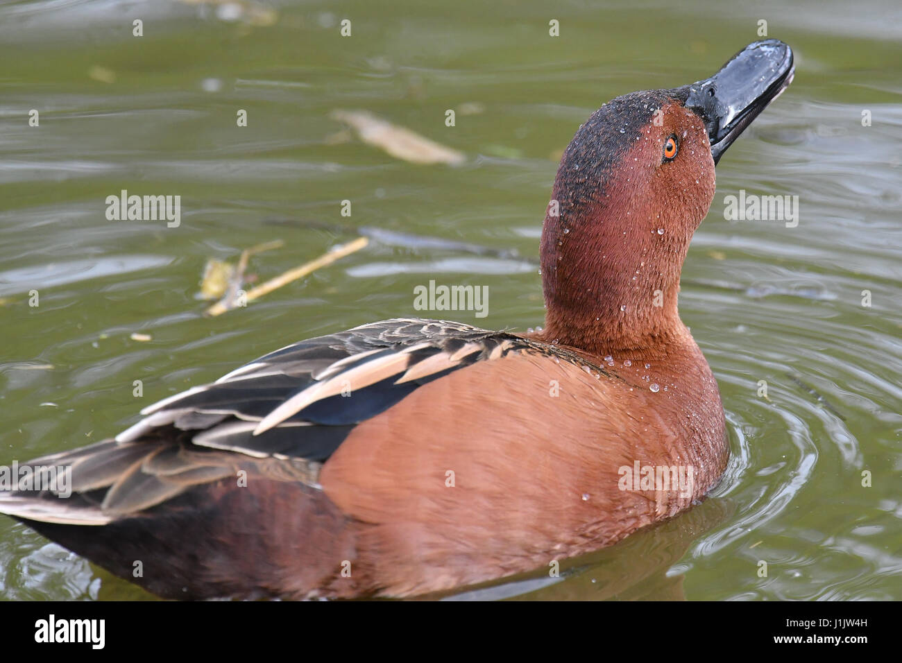 Ducks at Slimbridge Wildlife centre Stock Photo - Alamy