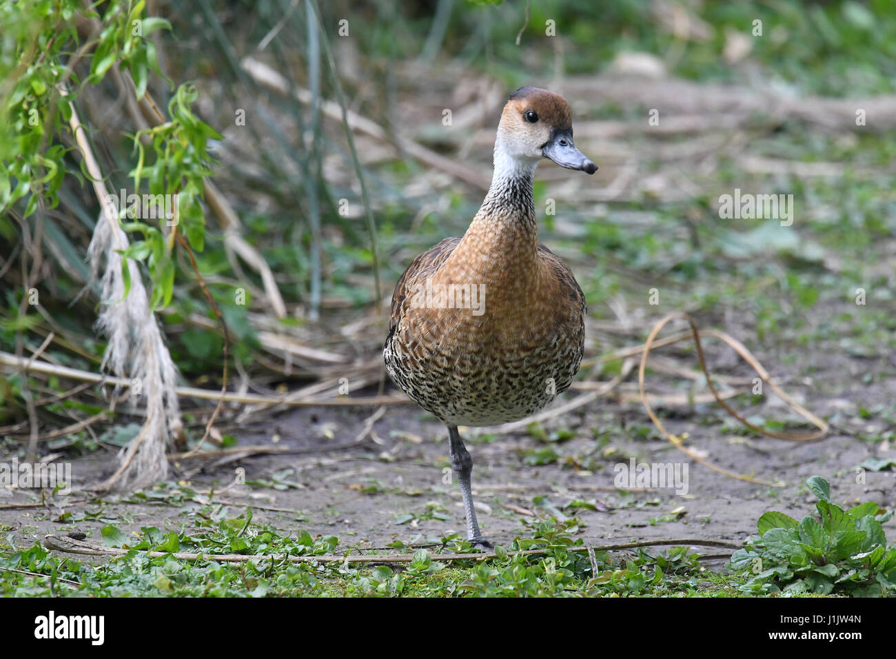 Ducks at Slimbridge Wildlife centre Stock Photo - Alamy