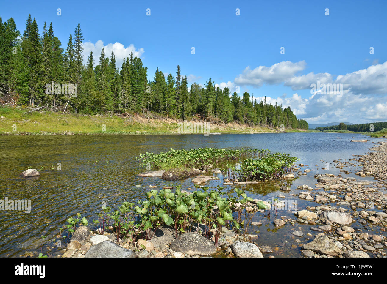 "Virgin Komi forests", national Park Yugyd VA. River landscape in the ...