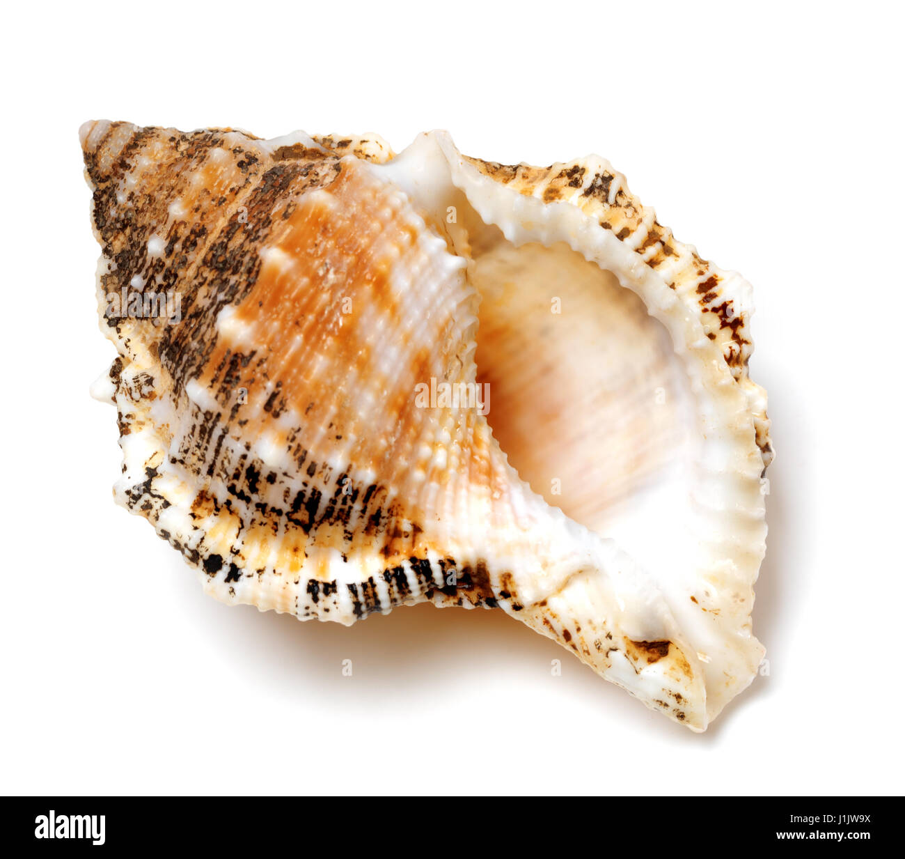 Shell of Tutufa bubo (frog snail) isolated on white background Stock ...