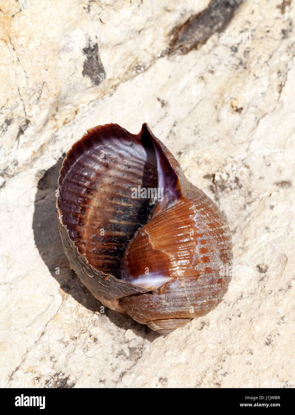 Very large live sea snail (Tonna galea) on rock in sun summer day Stock ...