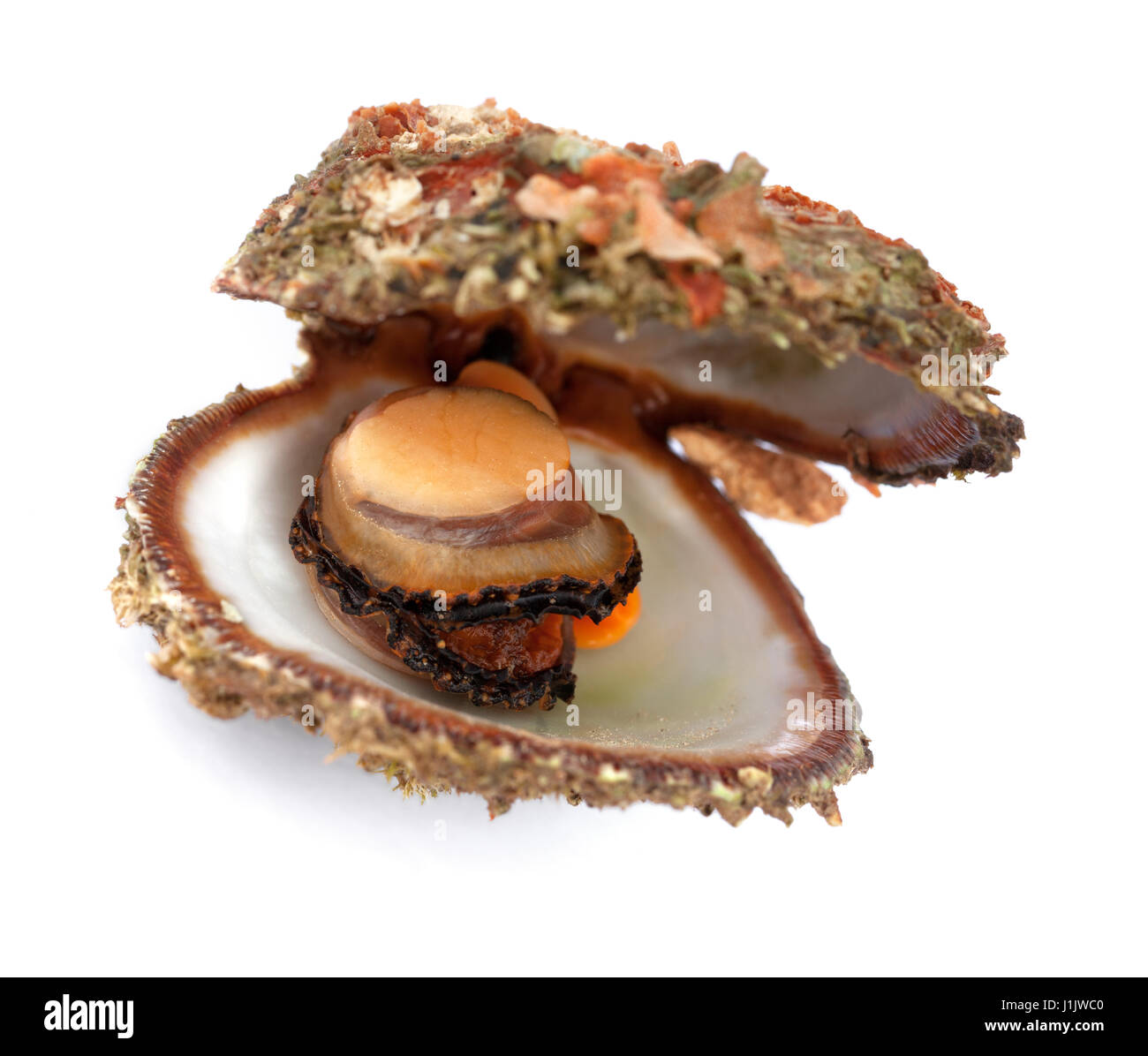 Raw seafood in opened shell. Isolated on white background. Selective ...