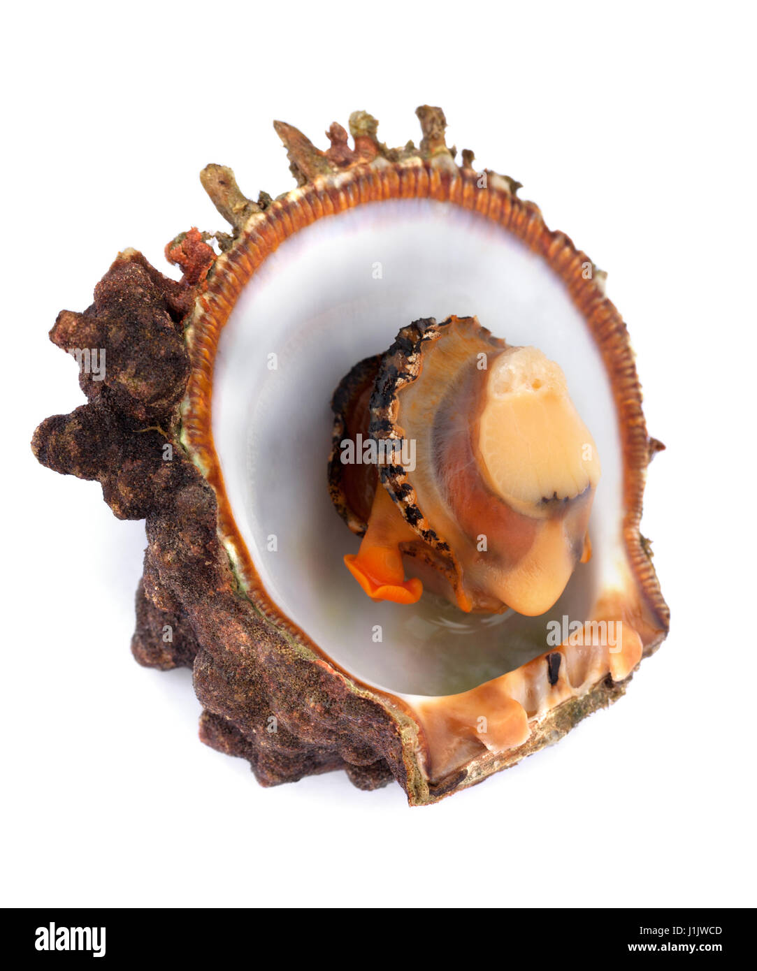 Studio Open Clam Shell High Resolution Stock Photography and Images - Alamy
