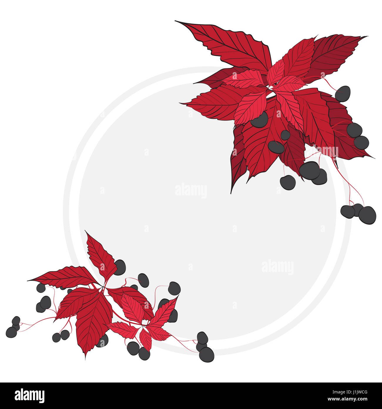 Autumn grape liana red Cut Out Stock Images & Pictures - Alamy