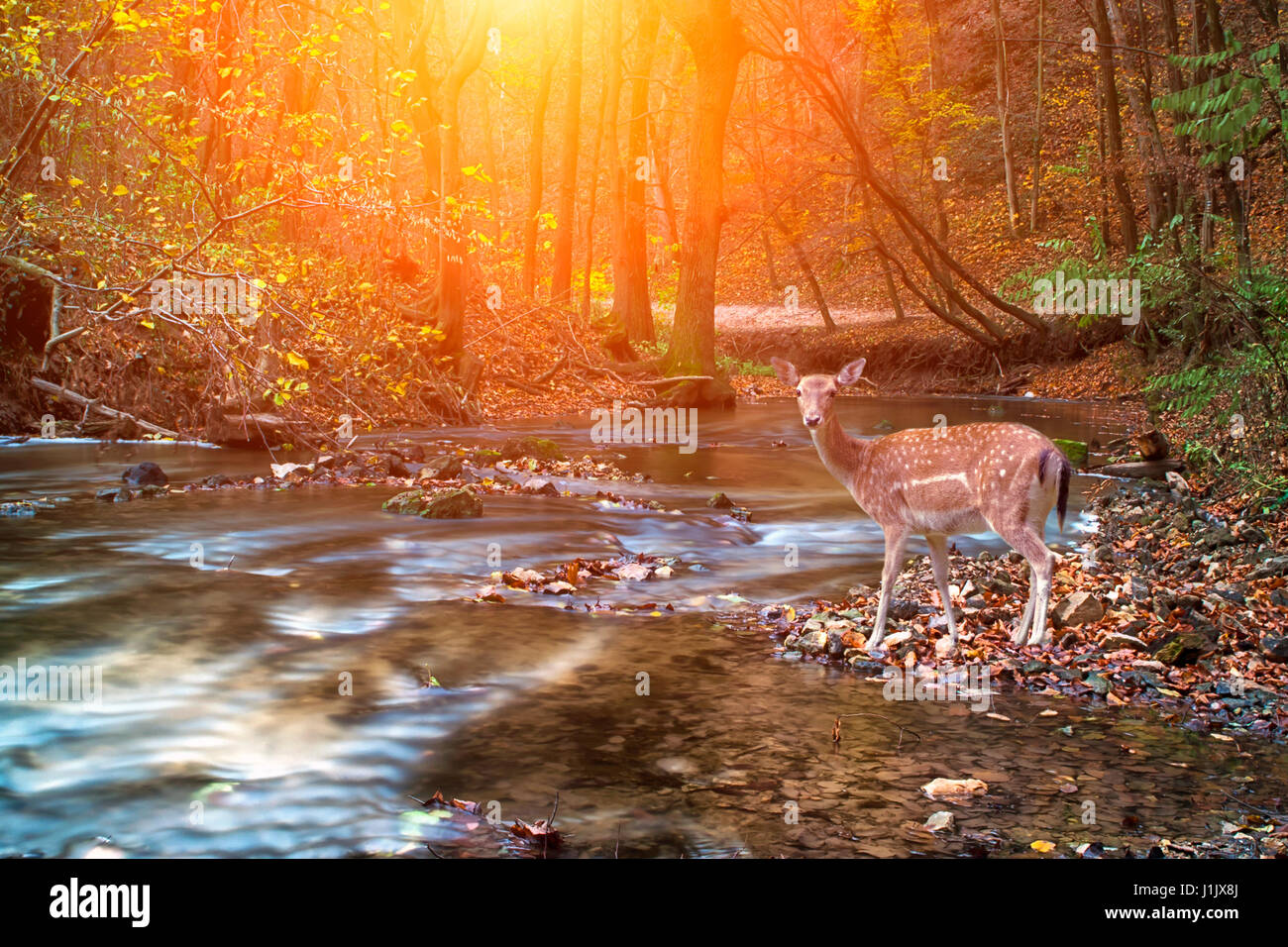 Autumnal hunt hi-res stock photography and images - Alamy