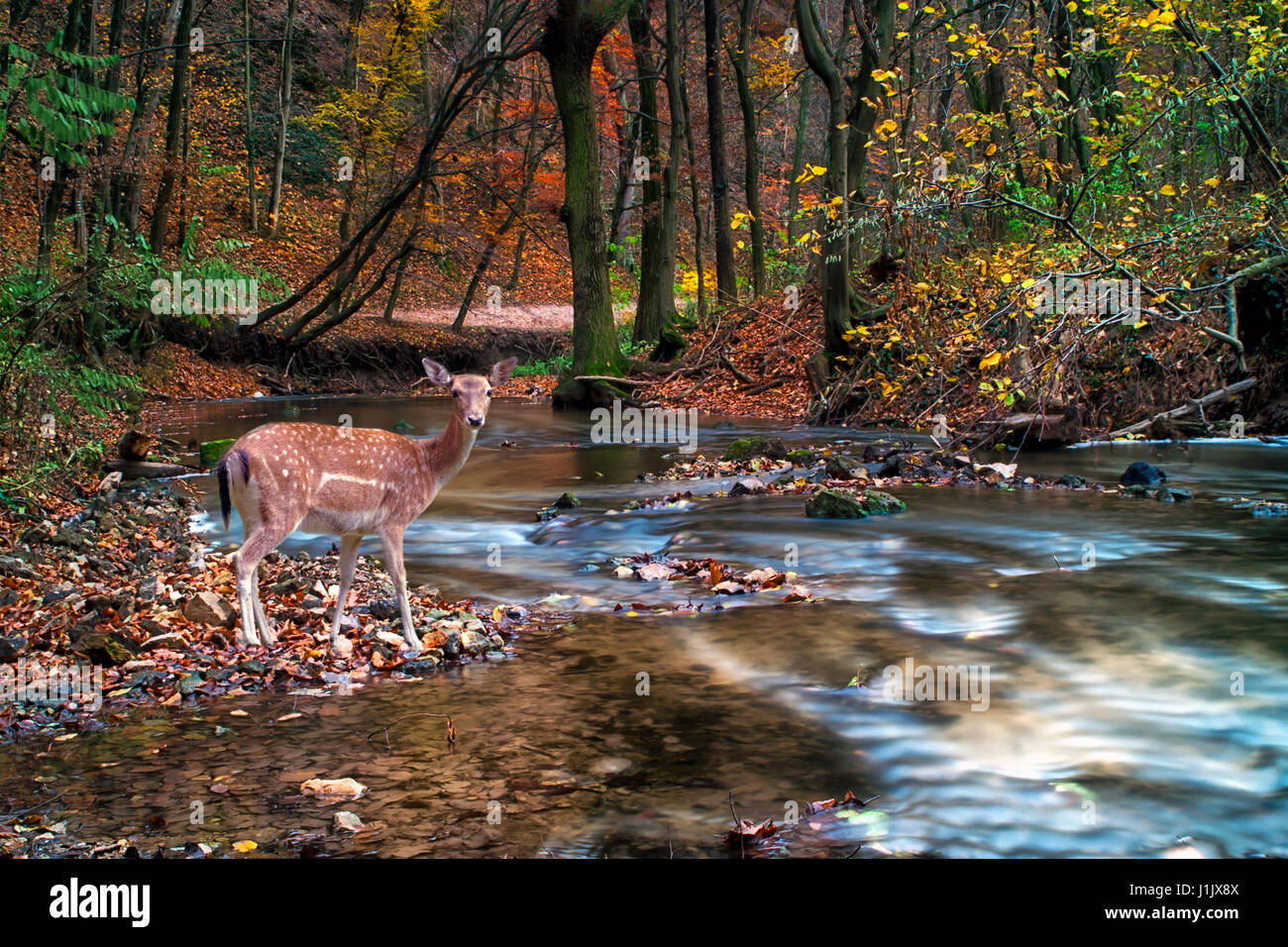 Deer in autumn forest and river Stock Photo - Alamy