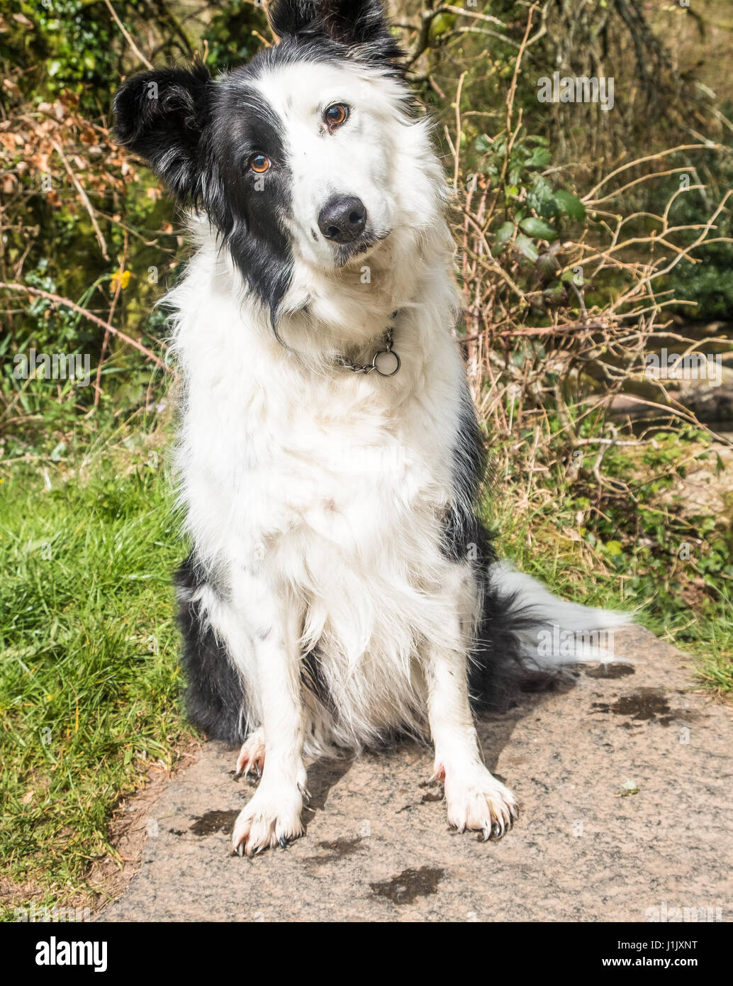 Border collie sitting with head on one side looking quizzical Stock ...