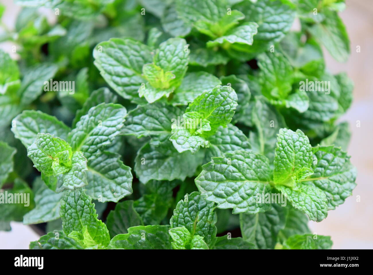 Peppermint mentha piperita hi-res stock photography and images - Alamy