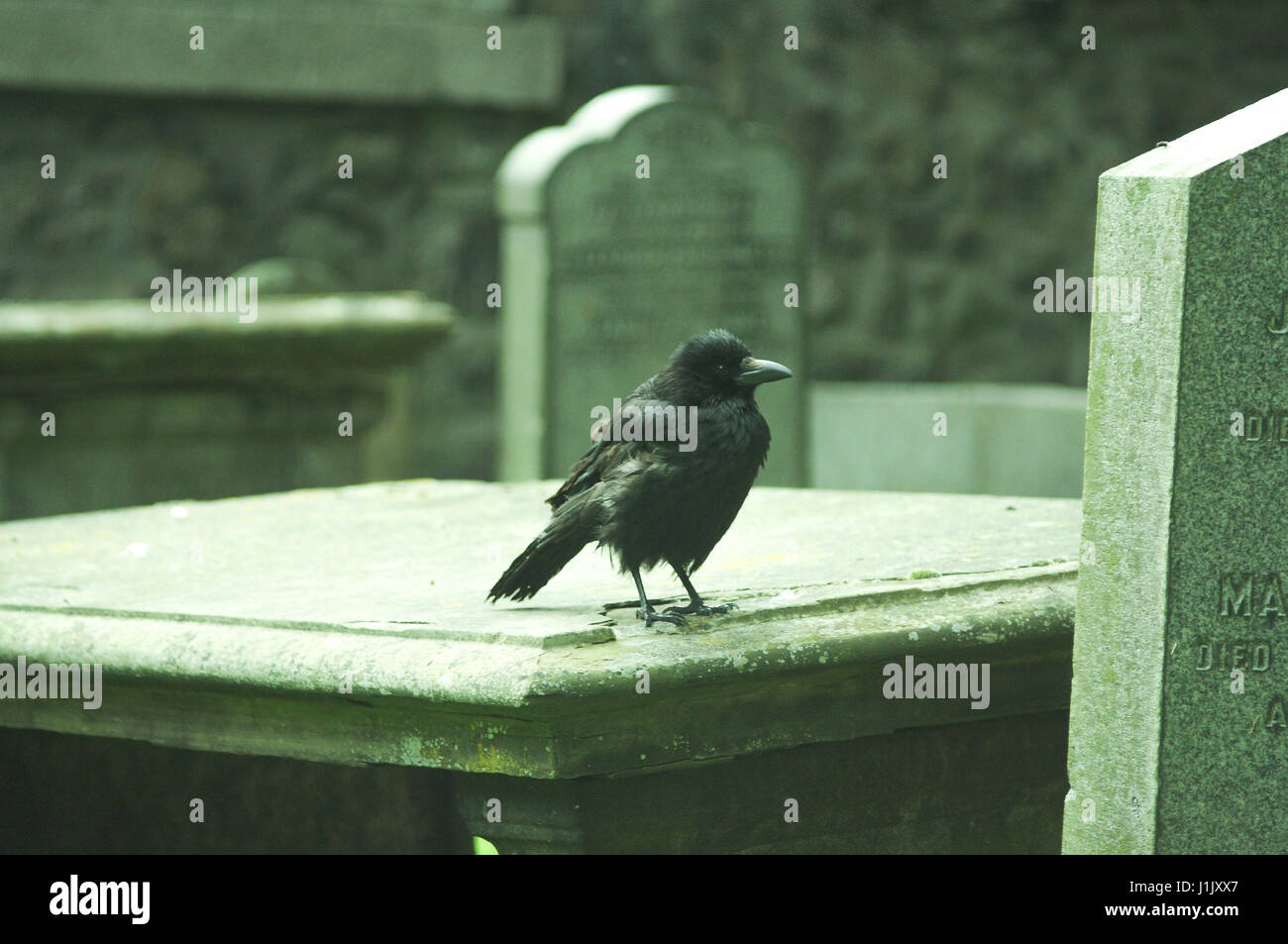Bird grave hi-res stock photography and images - Alamy