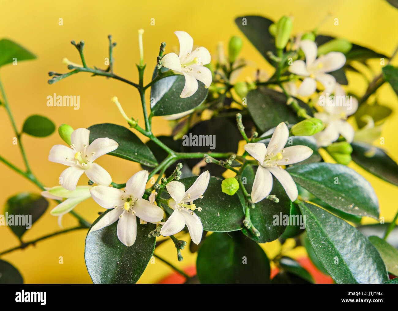 White flowers of Murraya paniculata, Jasminul portocal (Murraya exotica ...