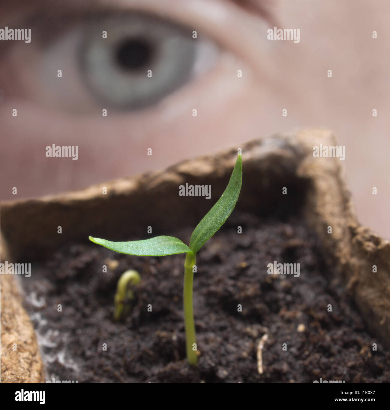 eye person's view of a growing plant Stock Photo - Alamy