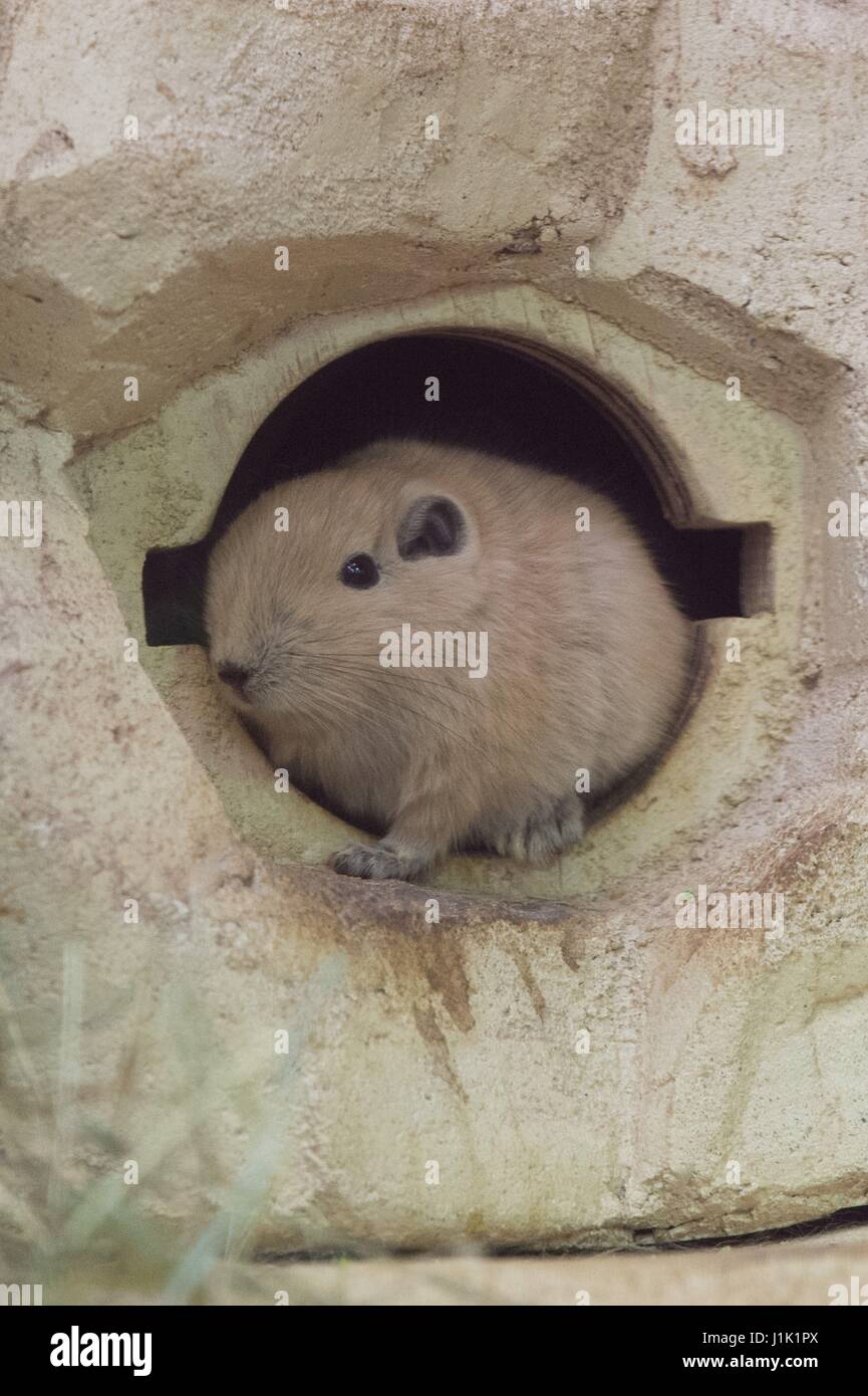 Dresden, Germany. 21st Apr, 2017. A young gundi, an African rodent also ...