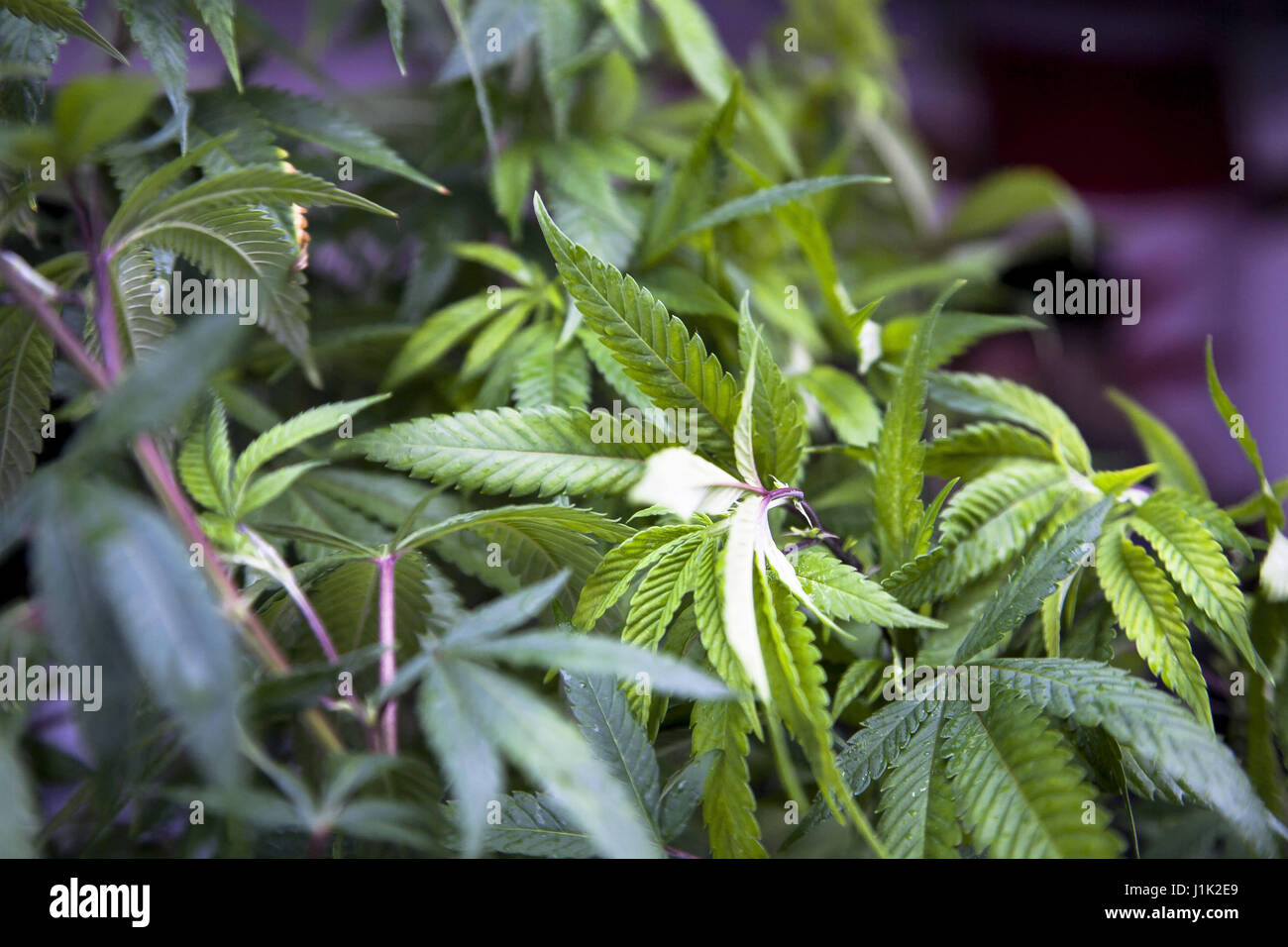 420 celebration hi-res stock photography and images - Alamy