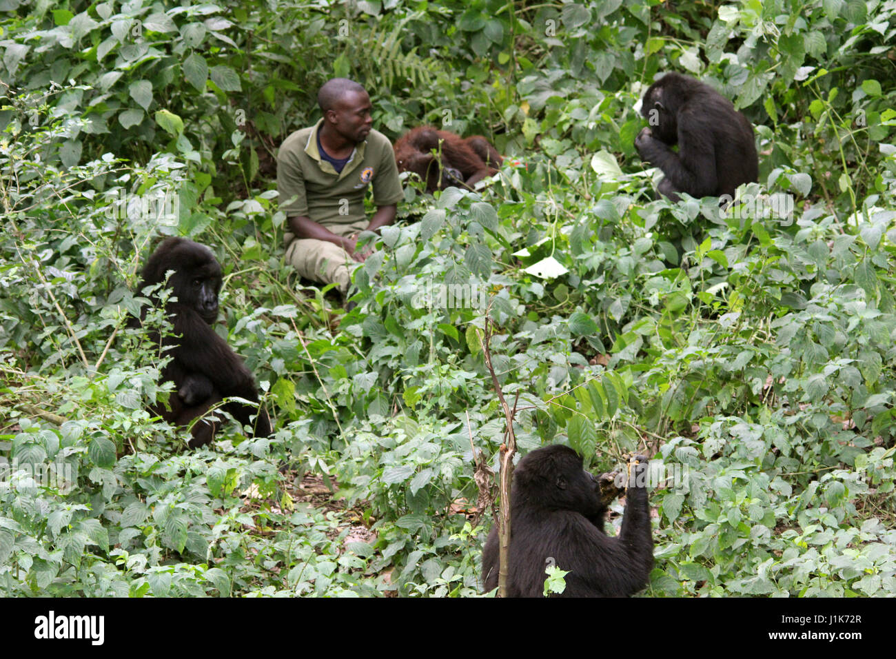 Rumangabo, Congo. 8th Dec, 2016. A keeper plays with mountain gorillas ...