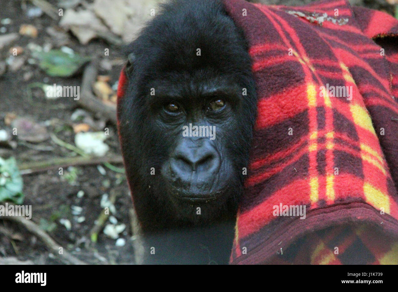 A mountain gorilla in the Senkwekwe Centre, the world's only orphanage ...