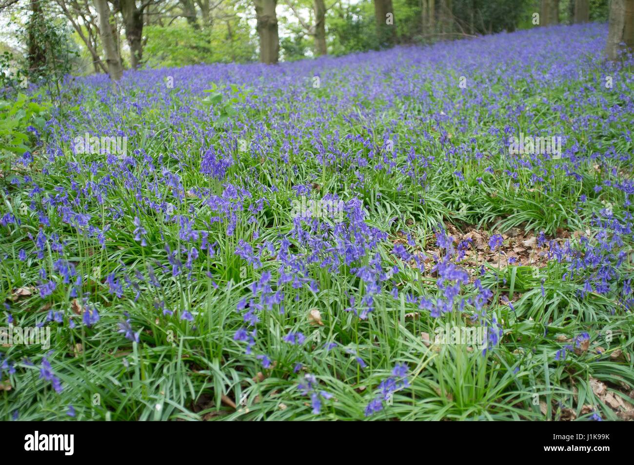 Bill hill bracknell hi-res stock photography and images - Alamy