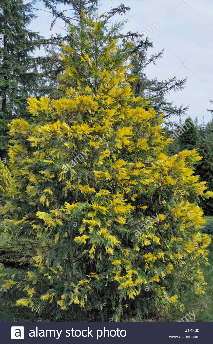 CALOCEDRUS DECURRENS 'AUREOVARIEGATA' SYN. LIBOCEDRUS DECURRENS Stock ...