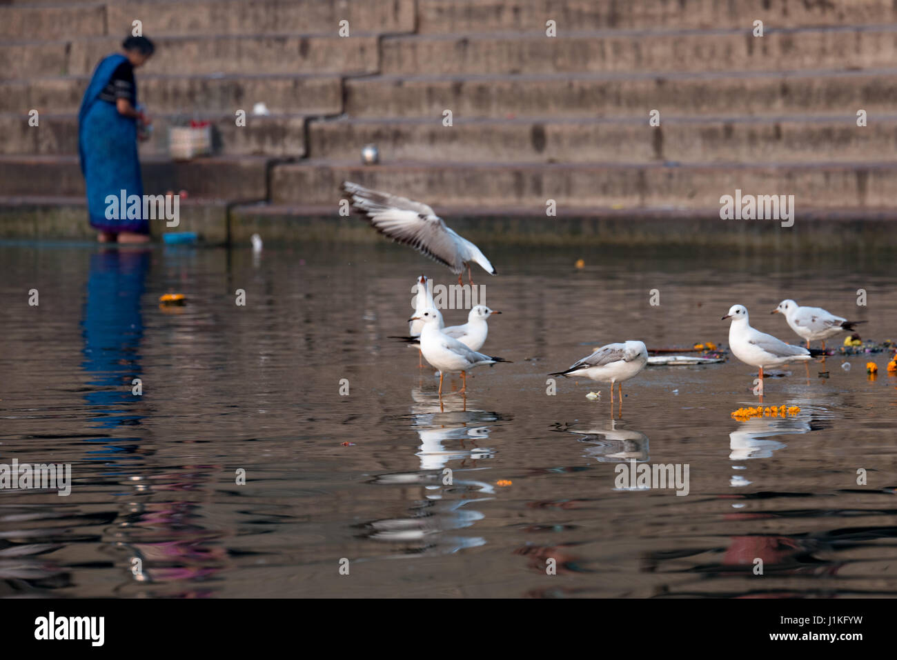 Woman washing at the shore of the river Ganges in Varanasi, India Stock ...