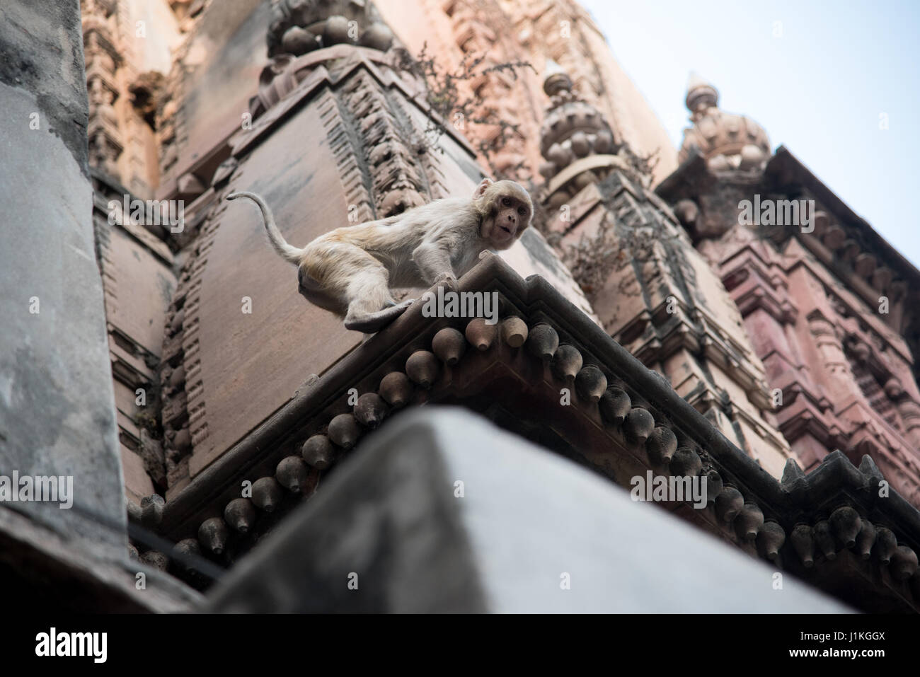 Temple monkey in Varanasi, India Stock Photo - Alamy