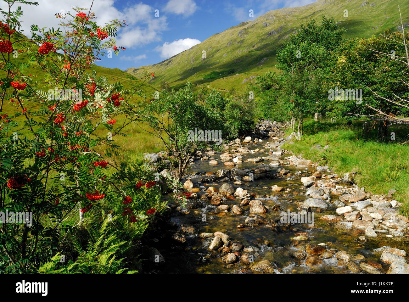 A rowan tree beside a tributary of the river Finnan in Glen Finnan ...