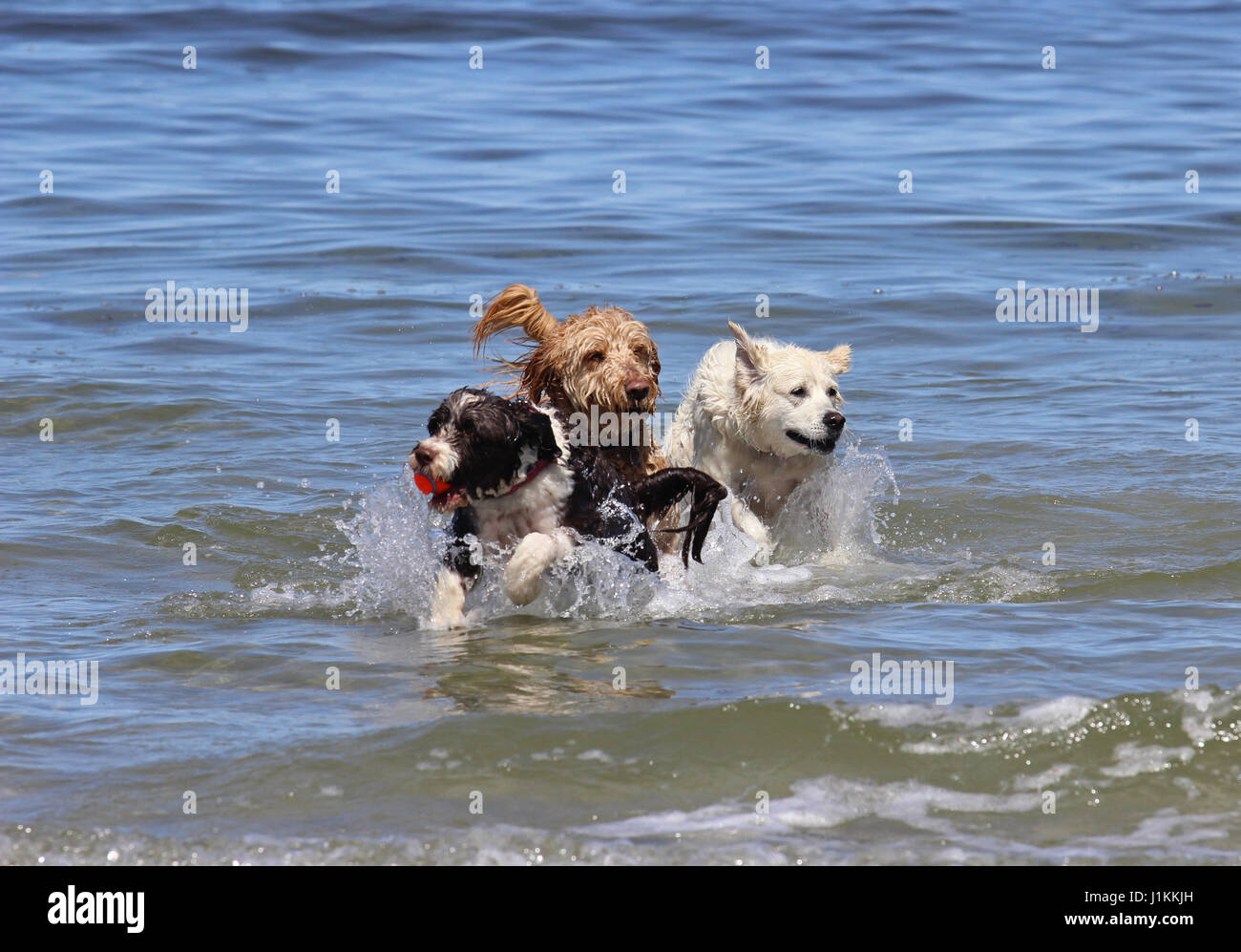 Three dogs playing with a ball in the ocean Stock Photo - Alamy