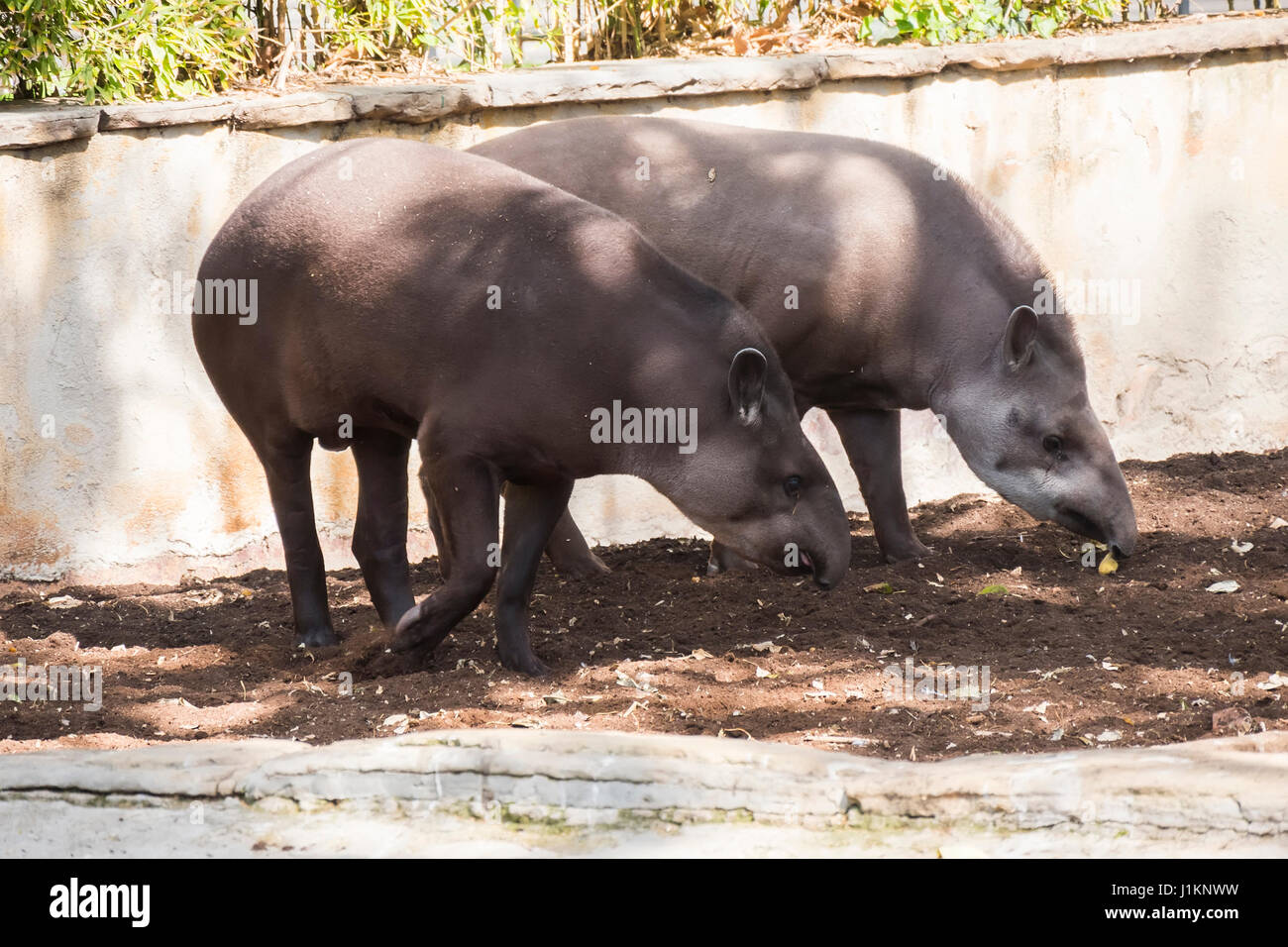 Two brazillian tapir looking for food on earth Stock Photo - Alamy