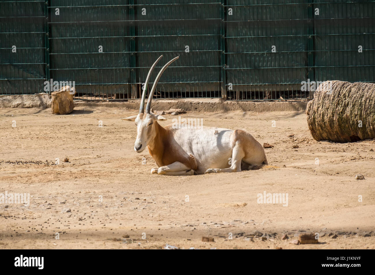 National animal of qatar hi-res stock photography and images - Alamy