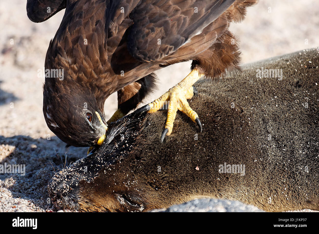 Dead sea lion hi-res stock photography and images - Alamy