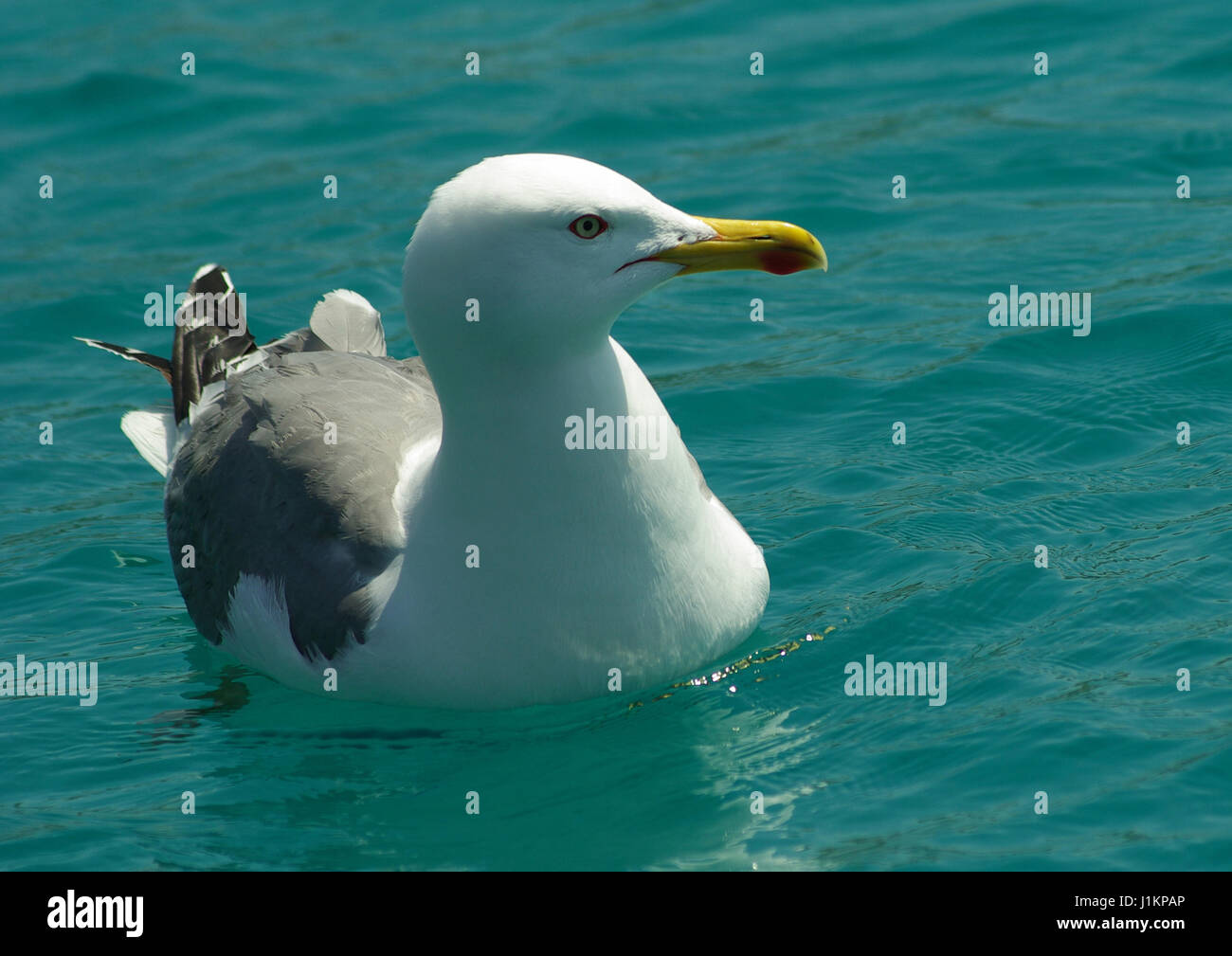 Seagull plume hi-res stock photography and images - Alamy