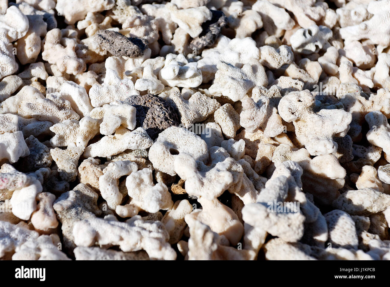 rough sand from corals on the beach of Galapagos Stock Photo - Alamy