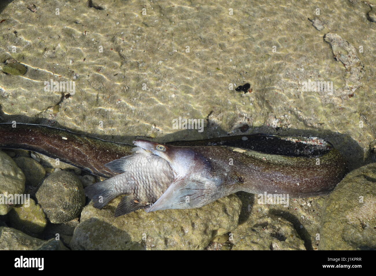 Stranded fish hi-res stock photography and images - Alamy