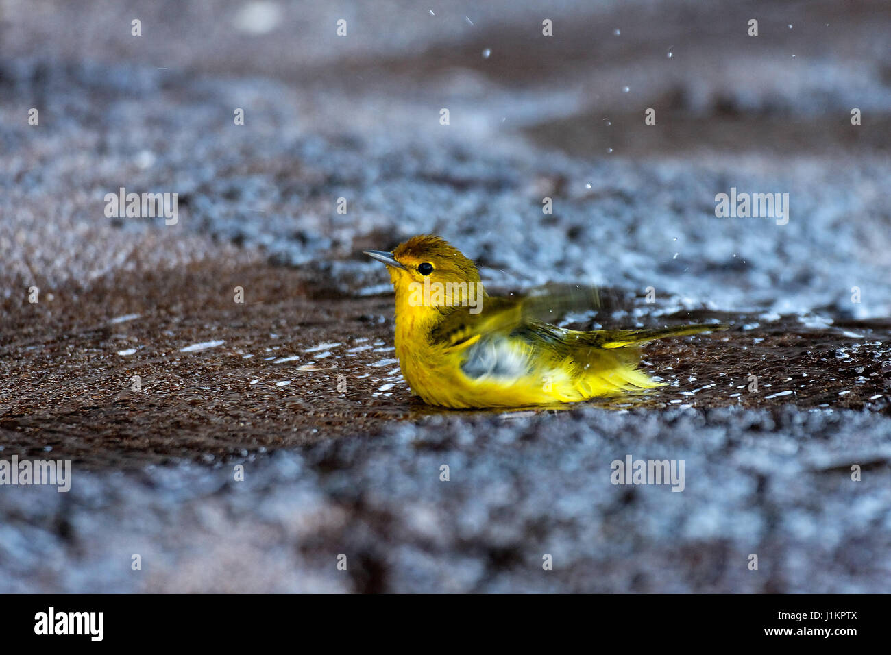 Bird takes a bath in the puddle, Galapagos Stock Photo - Alamy