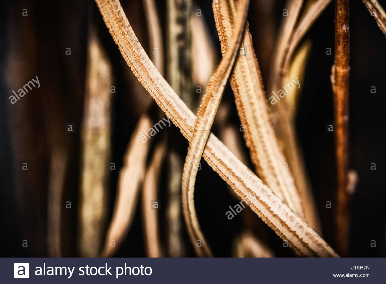 Twisted Root Stock Photos & Twisted Root Stock Images - Alamy