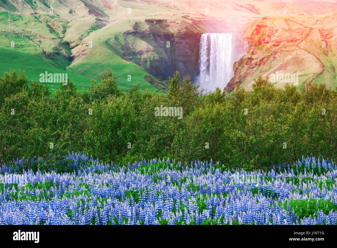 Famous Skogafoss waterfall on Skoga river. Iceland, Europe Stock Photo ...