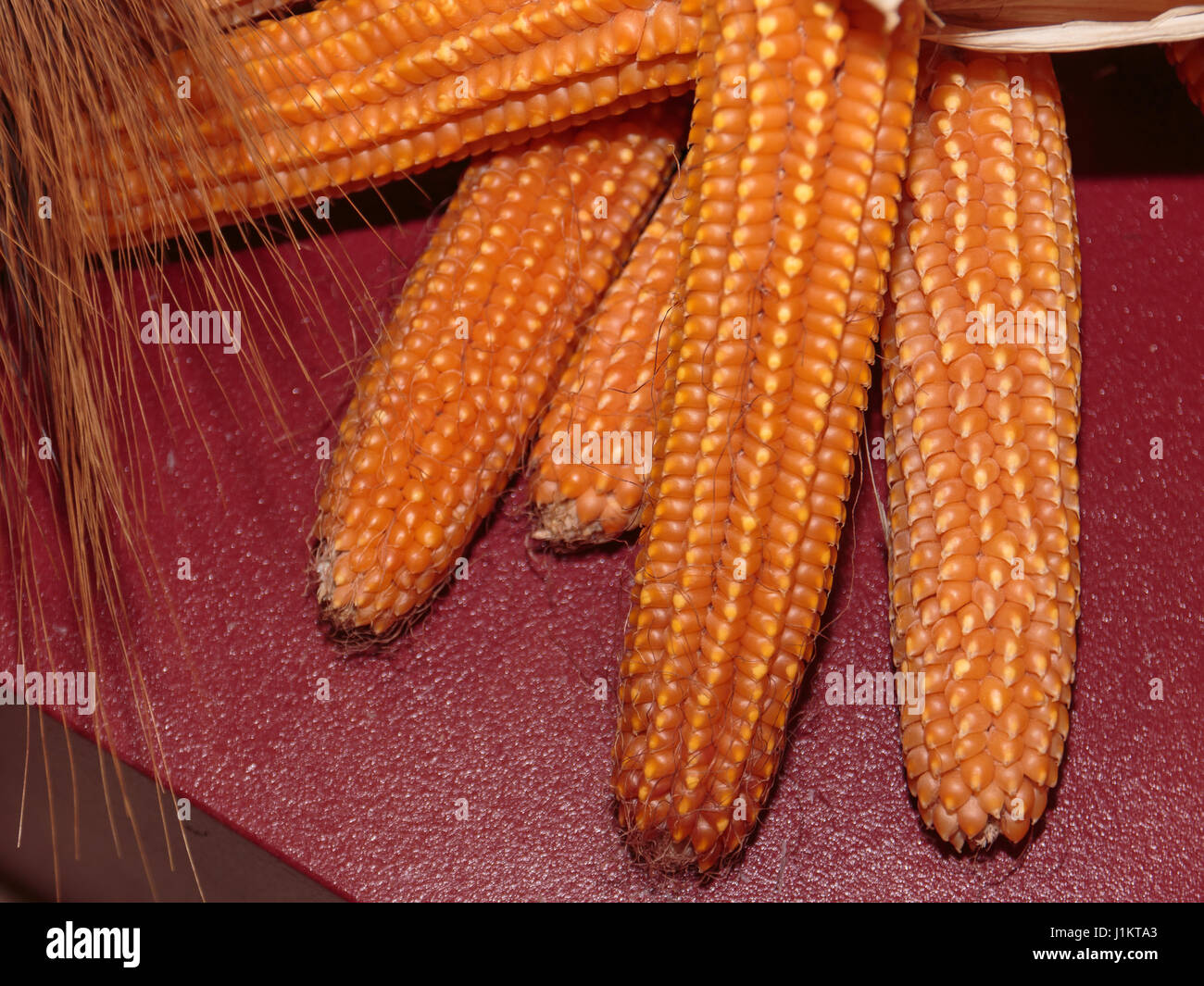 Group of Orange Indian Corns on Red Table Stock Photo - Alamy