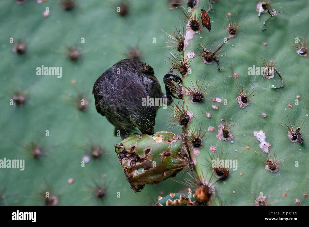 Biodiversity galapagos hi-res stock photography and images - Alamy