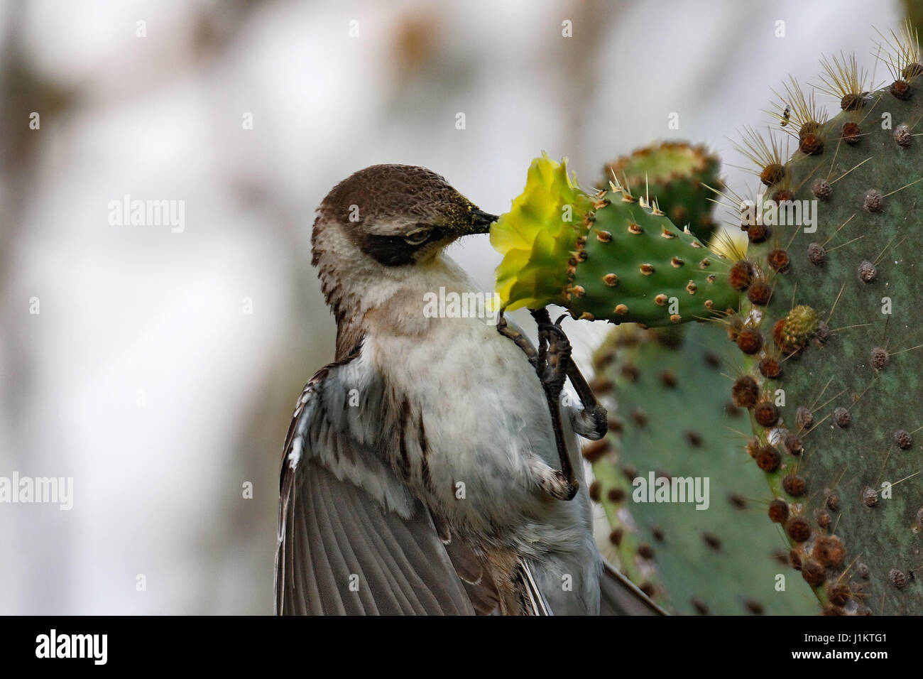 Floreana mockingbird mimus trifasciatus hi-res stock photography and ...
