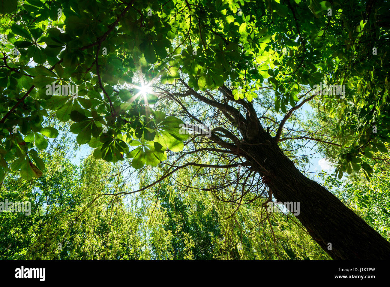 new spring leaf in morning forest Stock Photo - Alamy