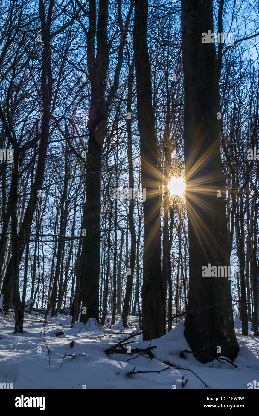 Sun behind the trees hi-res stock photography and images - Alamy