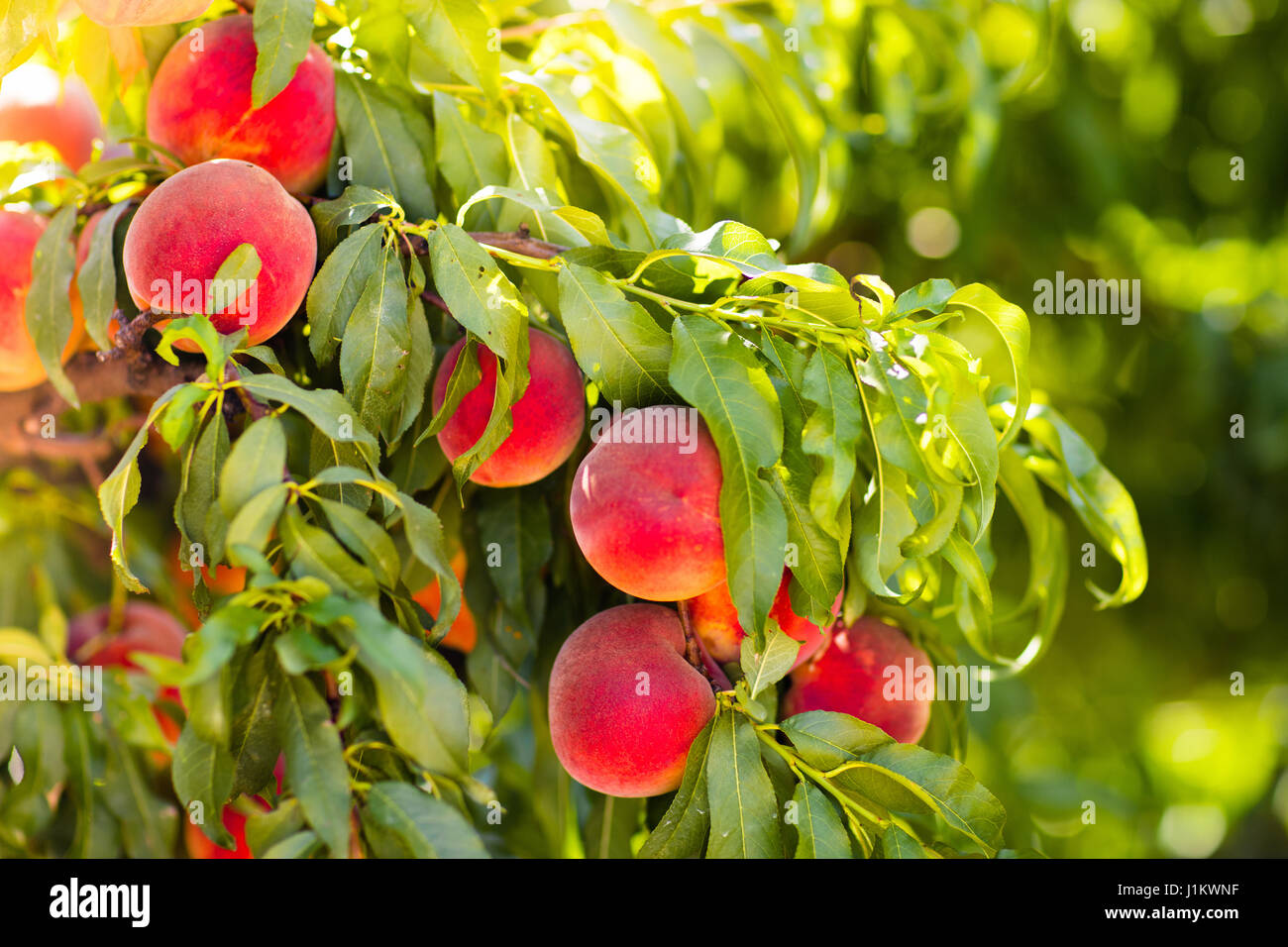Tuscany peaches hi-res stock photography and images - Alamy