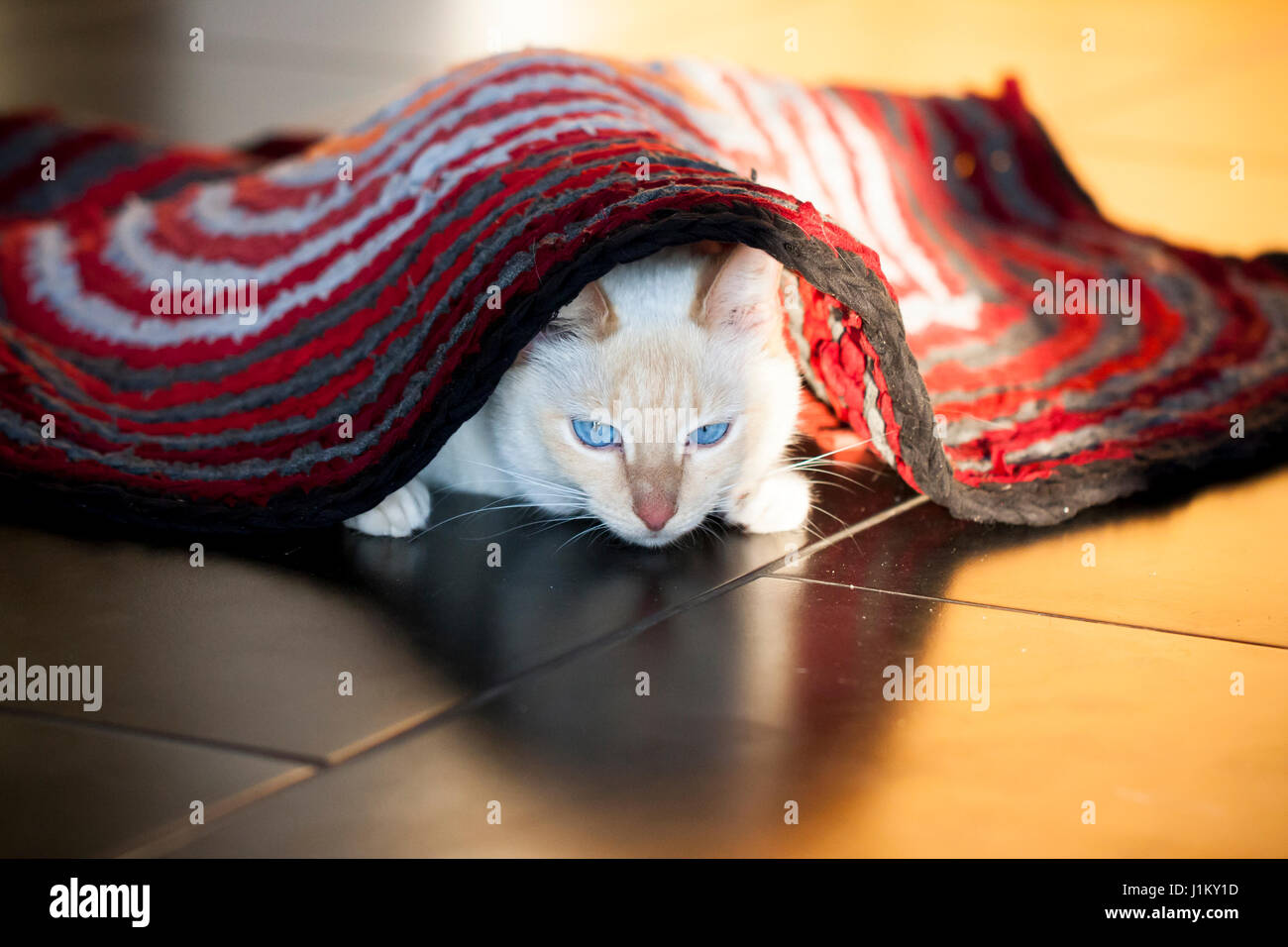 Under the carpet hi-res stock photography and images - Alamy
