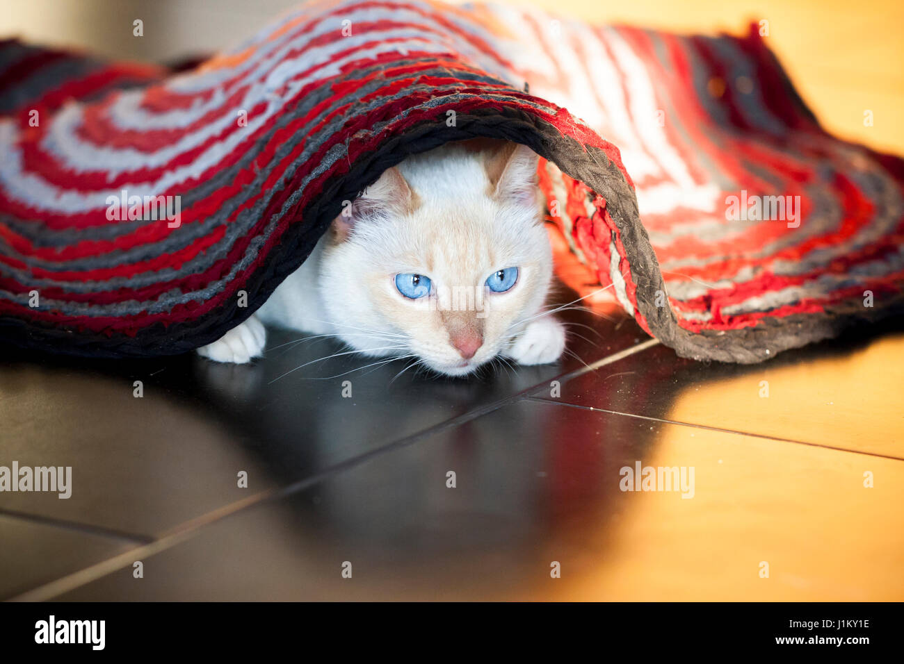 Dark carpet hi-res stock photography and images - Alamy