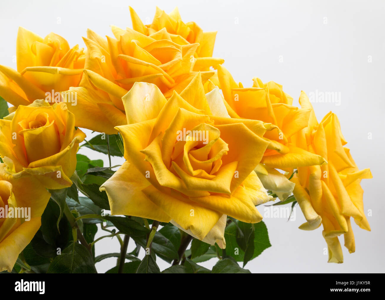 Large bright yellow open roses background photo taken against white in ...