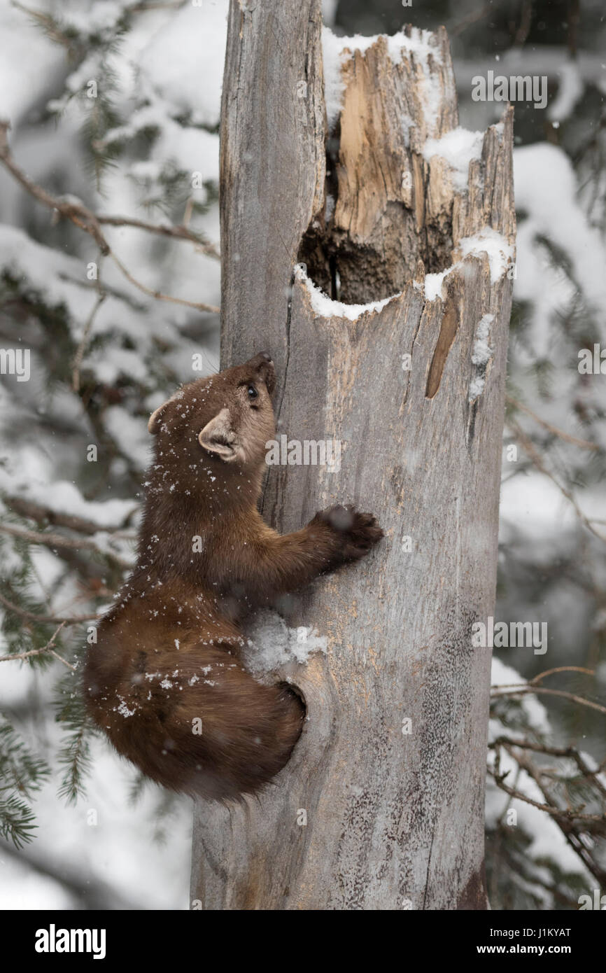 Tree hole in winter, weasel hi-res stock photography and images - Alamy