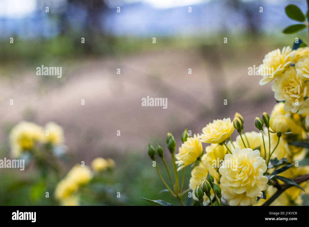 Small yellow shrub roses with narrow depth of field and blurred ...