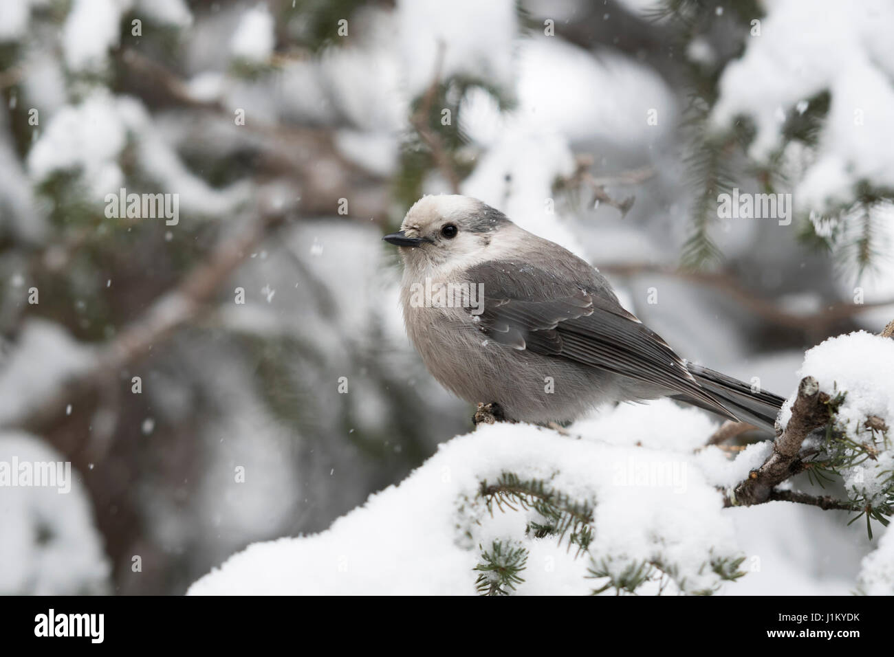 Perisoreus canadensis hi-res stock photography and images - Alamy