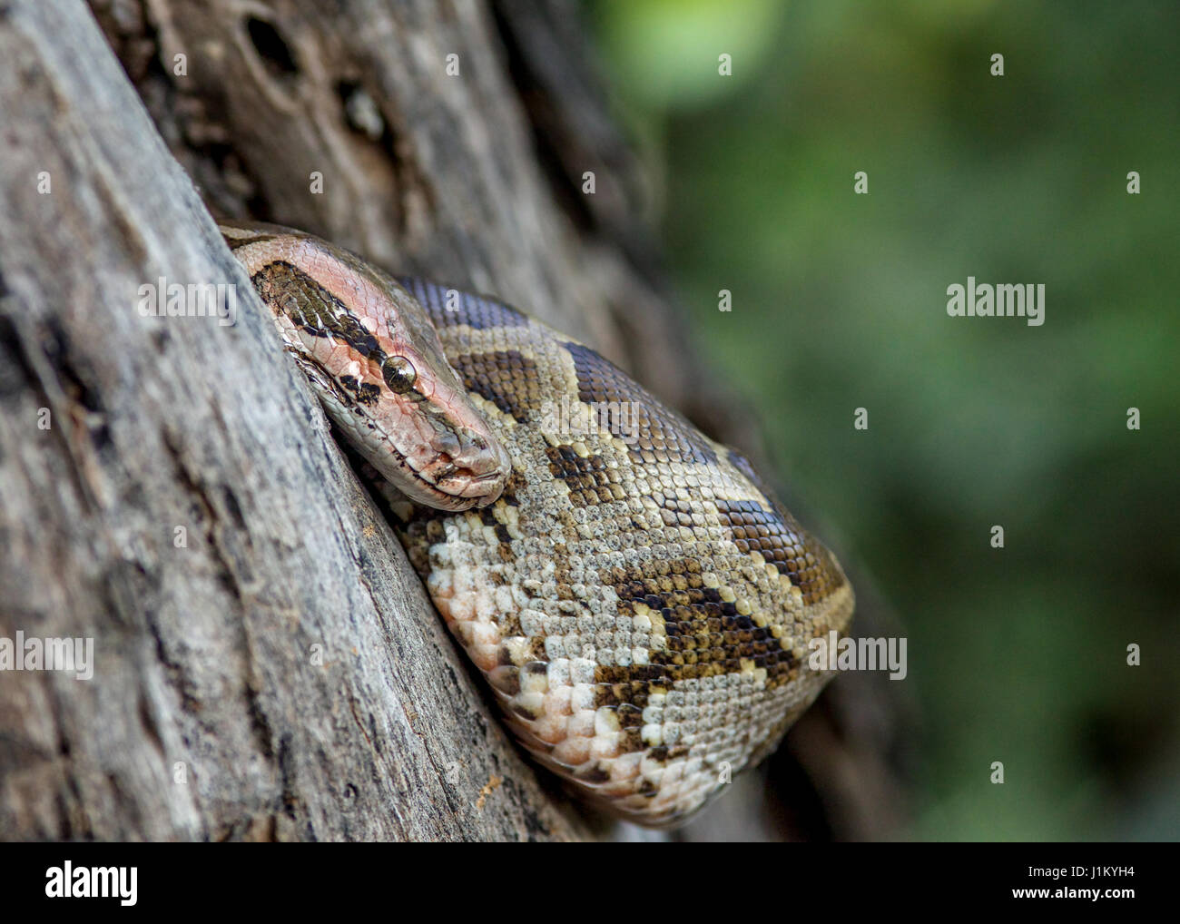 Python molurus bharatpur hi-res stock photography and images - Alamy