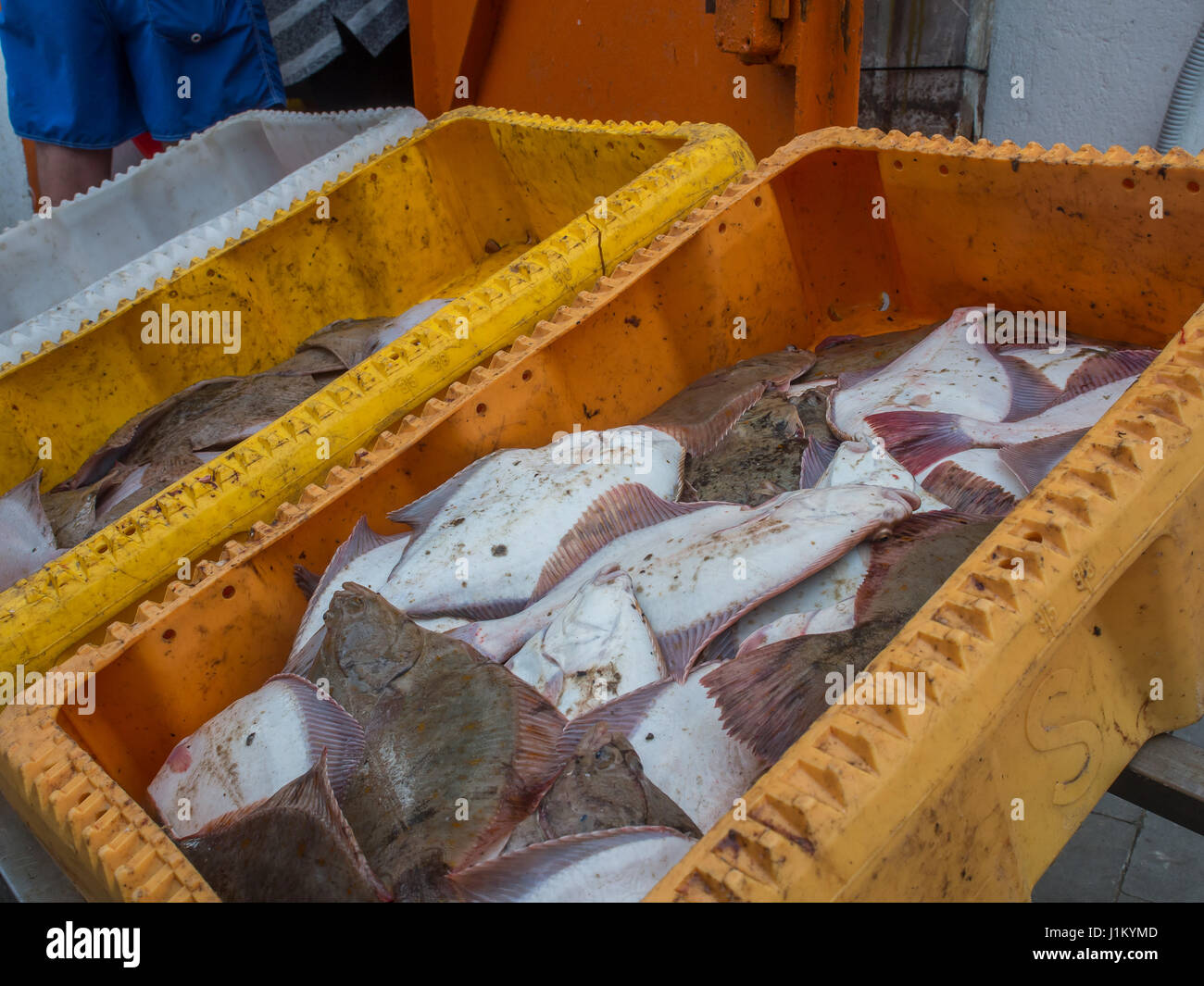 A freshly caught fish in yellow boxes in a fishing port Stock Photo - Alamy